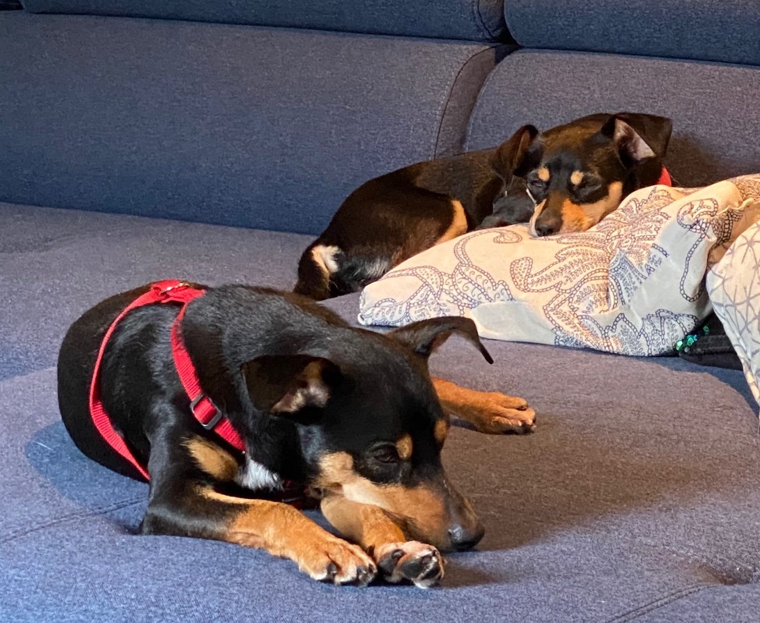 Pre-Code Movies on TCM in August 2024 – Pre-Code.Com